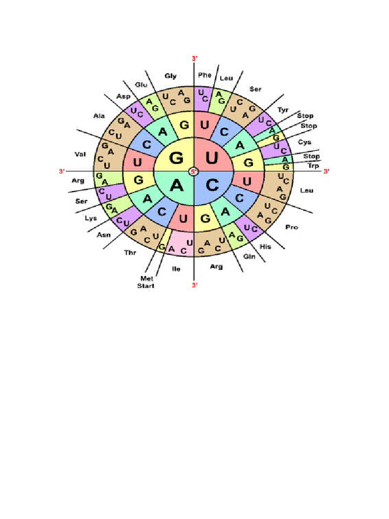 Círculo Del Código Genético | PDF