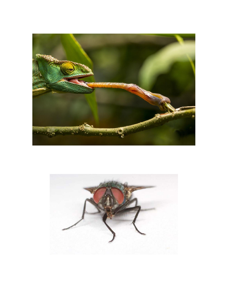 Animal Tongues | PDF