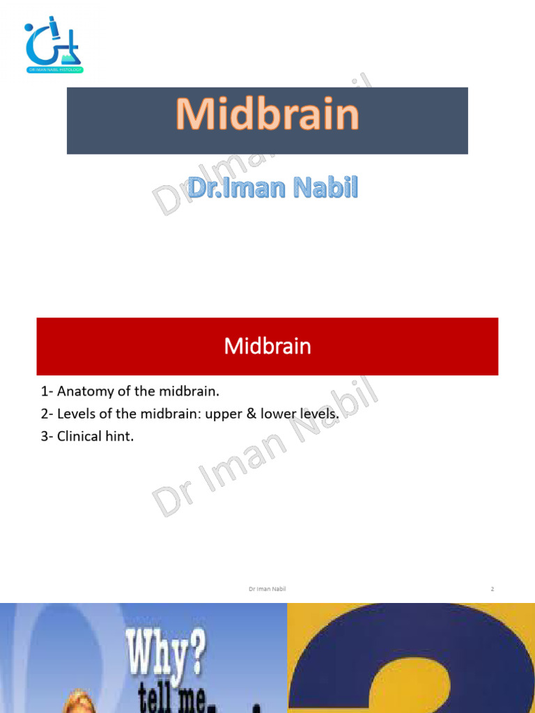 Midbrain | PDF