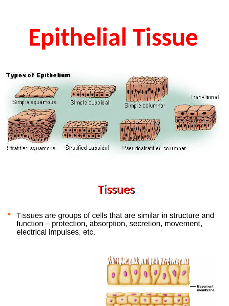 Simple & Stratified Epithelial Tissue Lecture 2022 | PDF