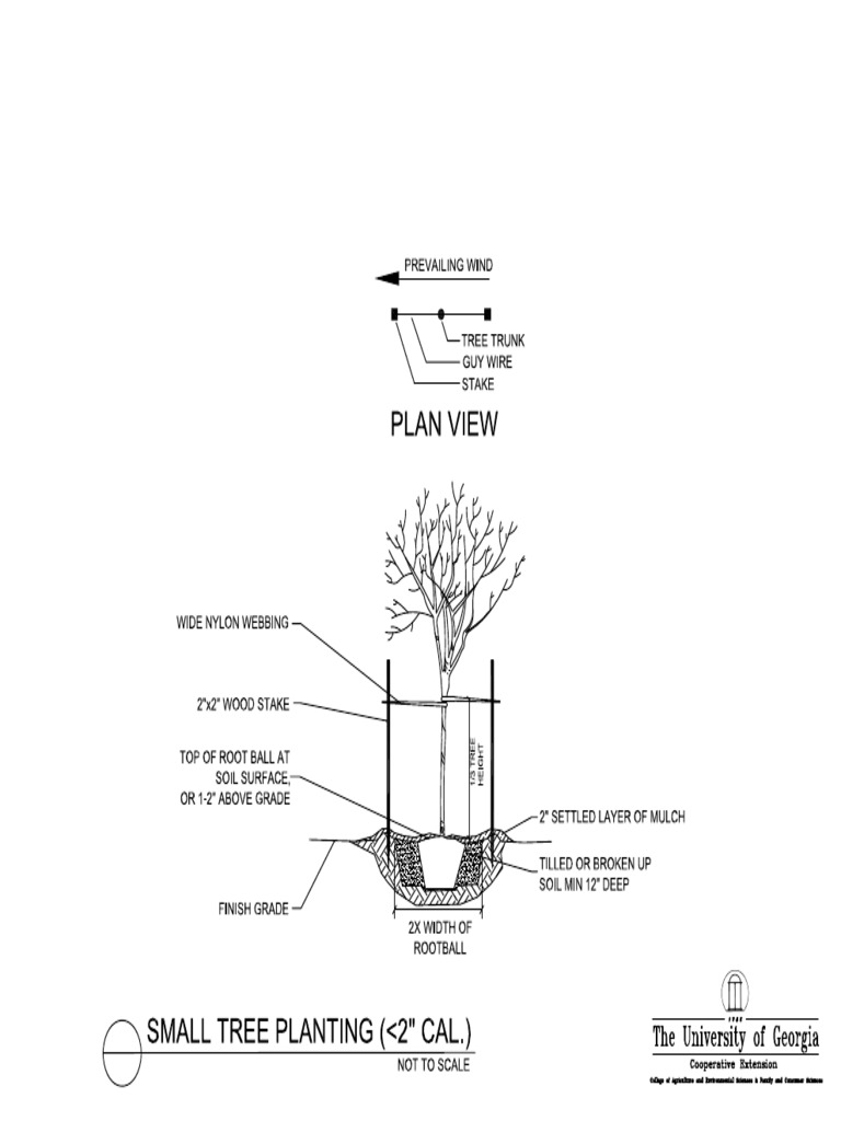 Small Tree Planting | PDF