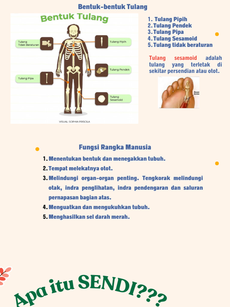 Bentuk Tulang Dan Sendi | PDF