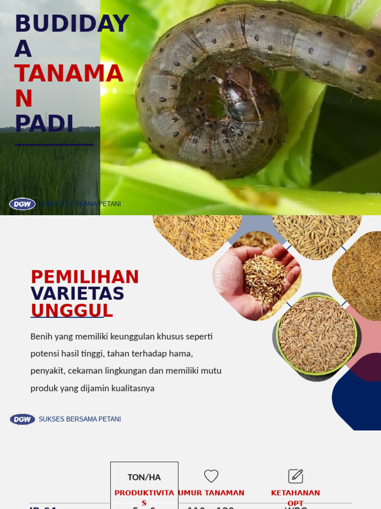 Panduan Budidaya Tanaman Padi | PDF