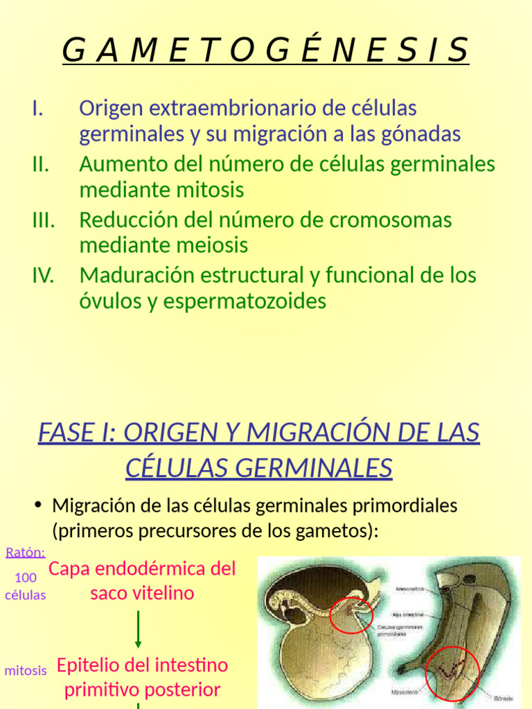Gametogénesis | PDF
