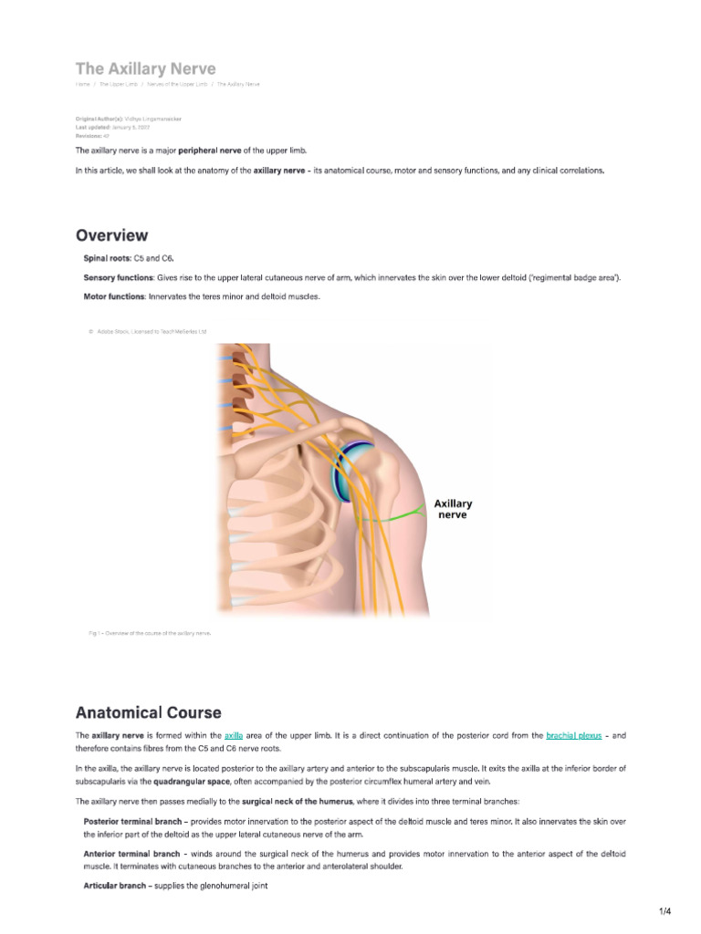 The Axillary Nerve | PDF