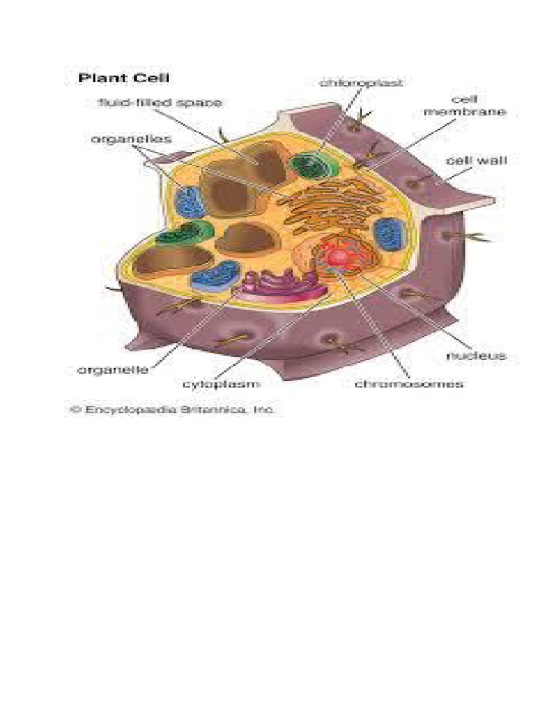 P Cell | PDF