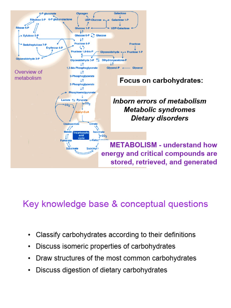 2008 BIOCHEM 201 Carbohydrate Handout | PDF