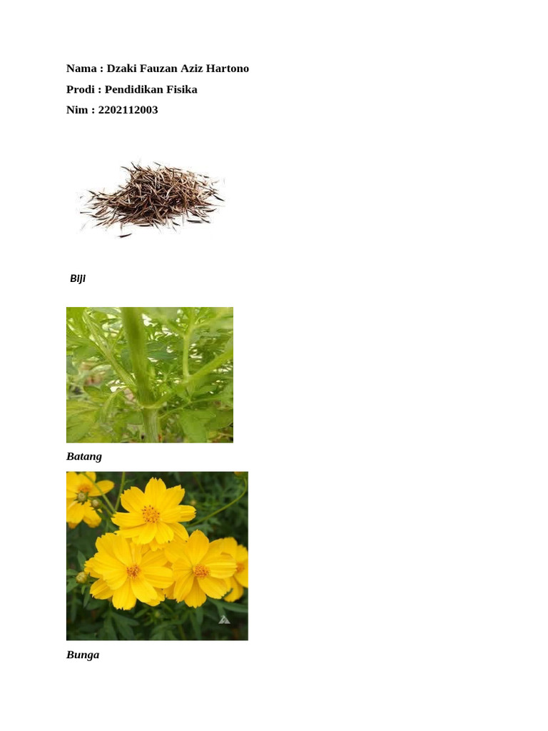Dzaki Fauzan Aziz Hartono Biologi (Bunga Kenikir) | PDF