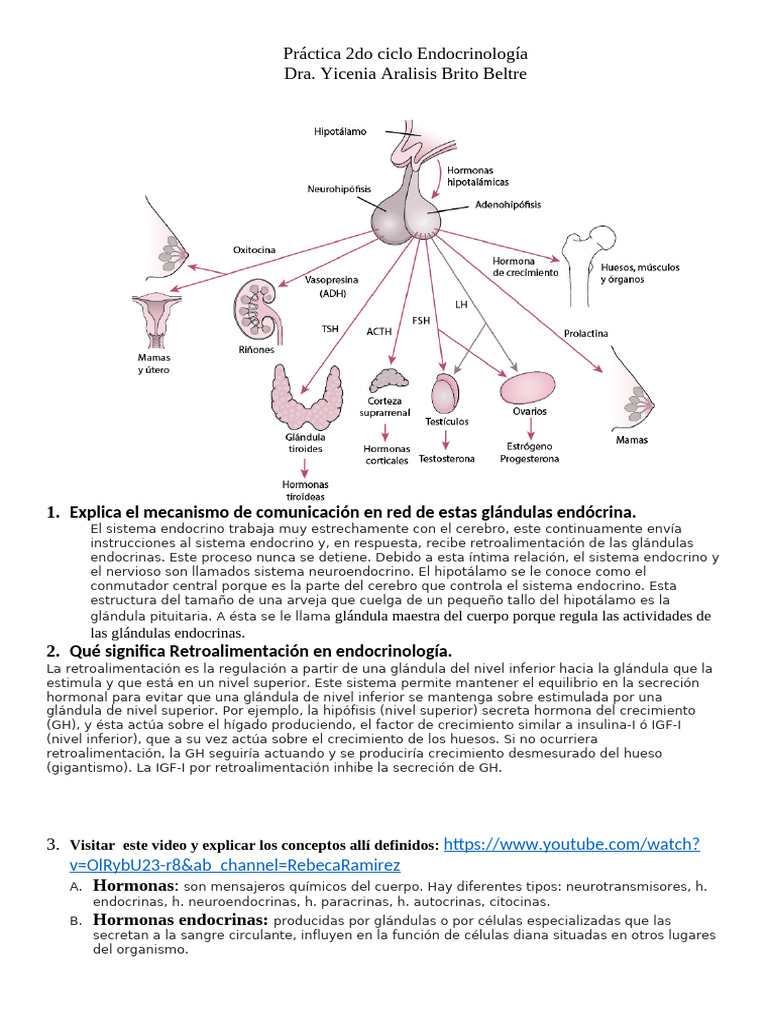 Práctica Final Endocrinología Tommy Roman | PDF