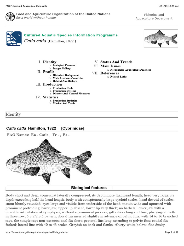 FAO Fisheries & Aquaculture Catla Catla | PDF