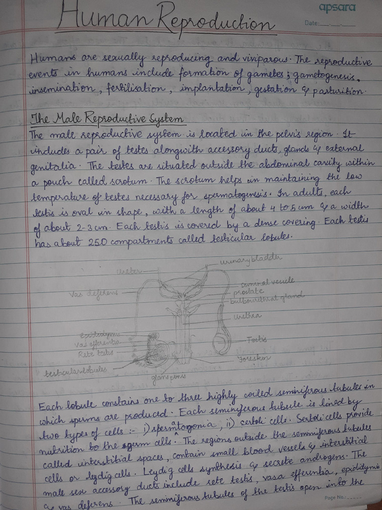CH-3 Notes & Diagrams | PDF