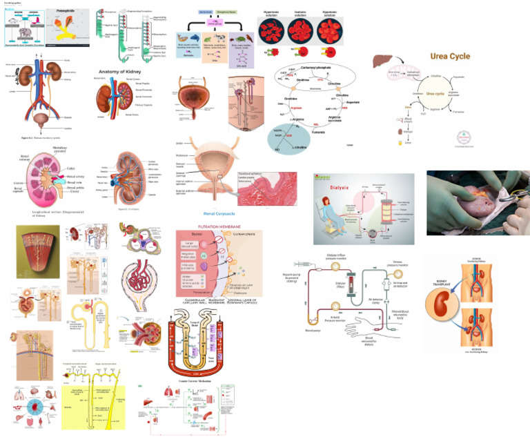 Excretory system diagrams | PDF