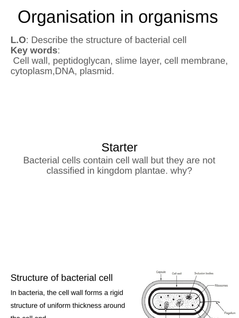 Structure of Bacterial Cell | PDF