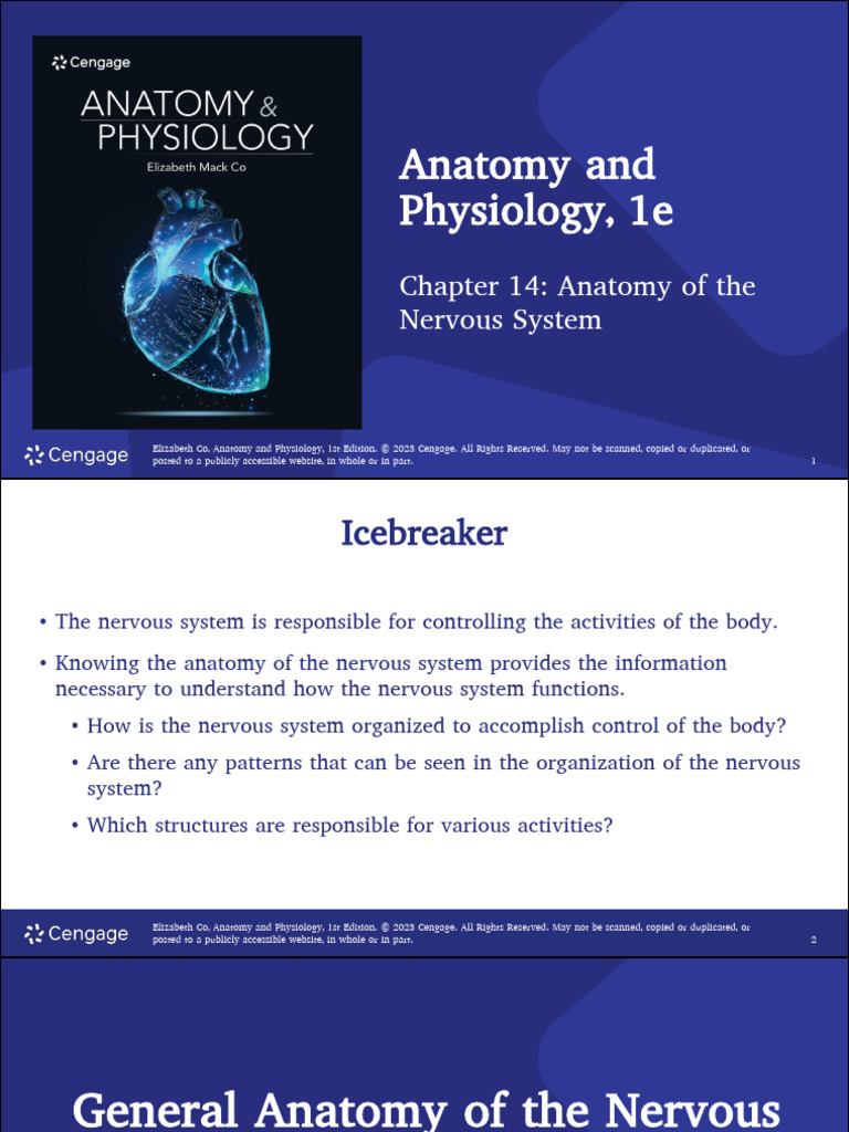 Chapter 14 Anatomy of The Nervous System | PDF