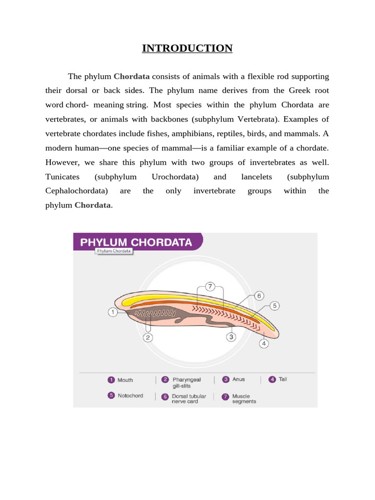 Phylum Chordata Pictures Chordata | PDF