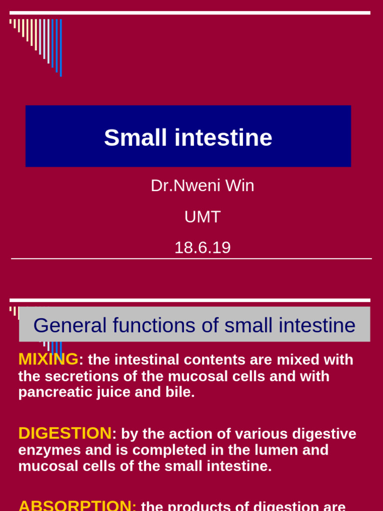 NNW - Small Intestine - 18.6.19 | PDF