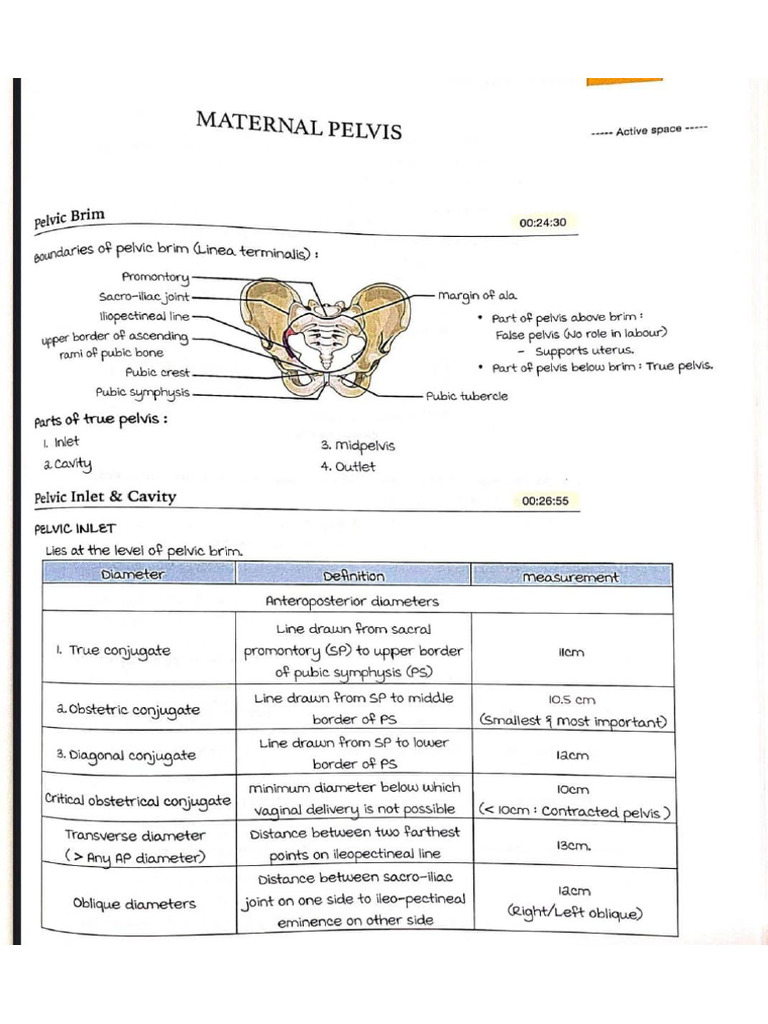 Pelvis | PDF