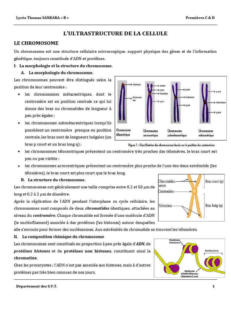 Le CHROMOSOME | PDF