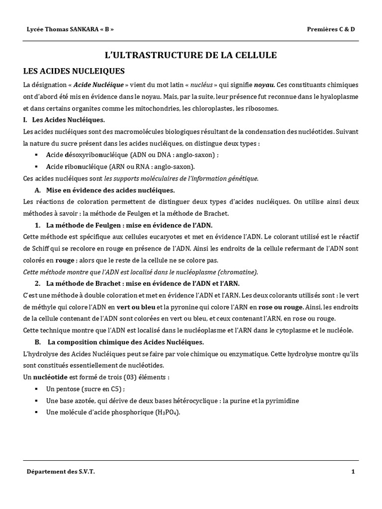 Les Acides Nucleiques | PDF