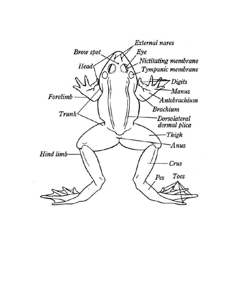 PARTS OF THE Frog | PDF
