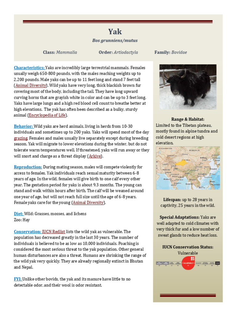 Yak | PDF