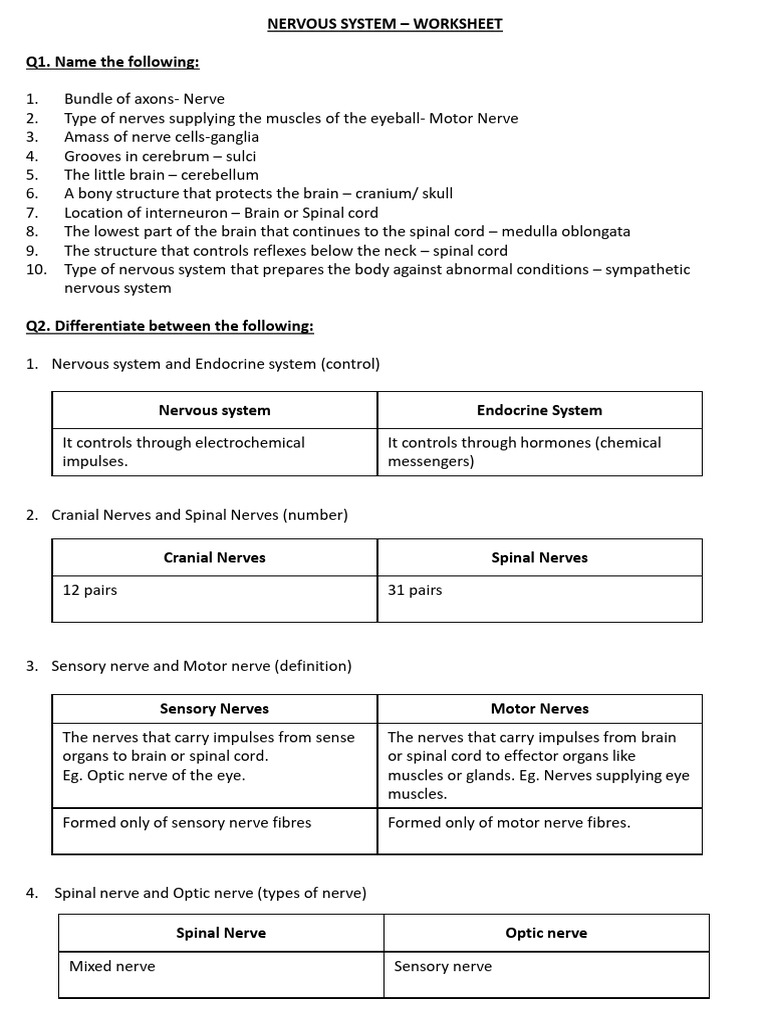 Nervous System Worksheet | PDF