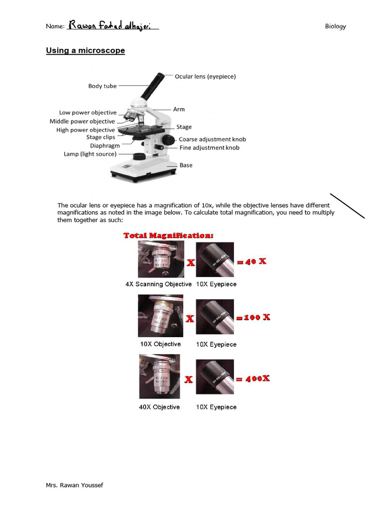 Using A Microscope Practical WorkSht | PDF