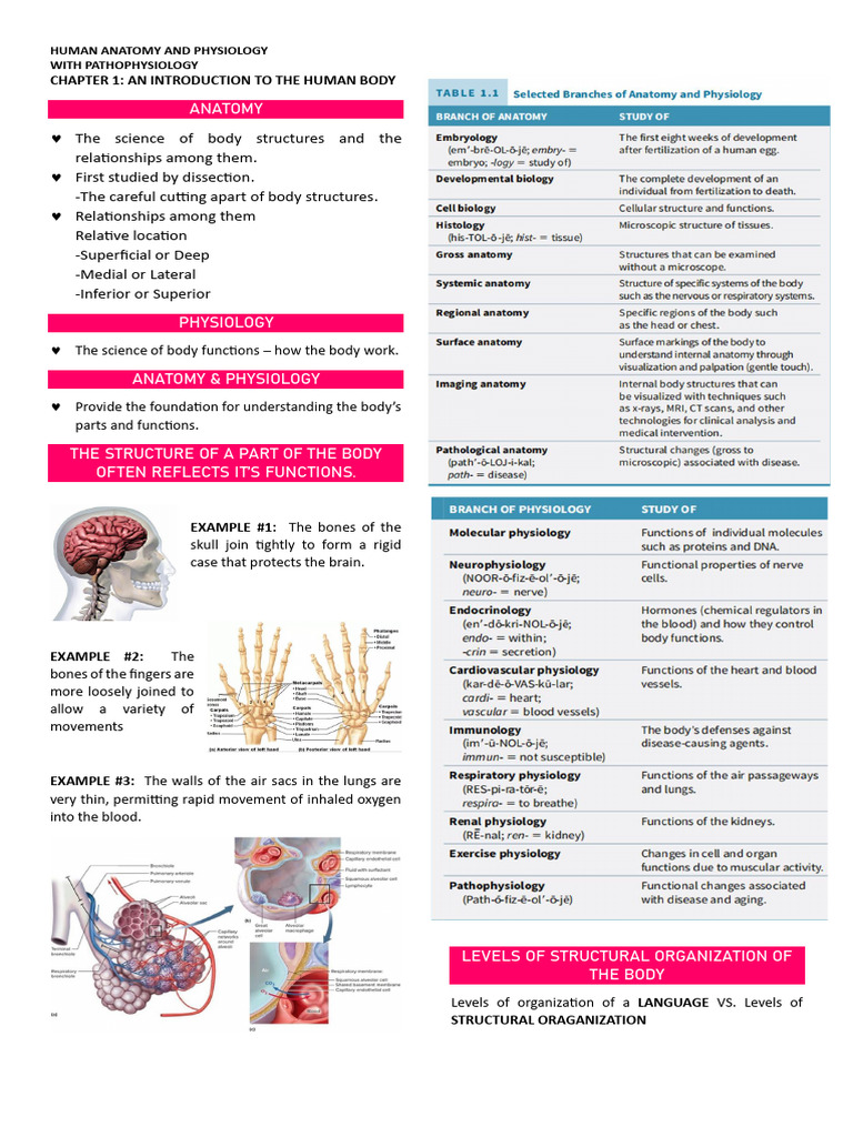 Chapter 1 an Introduction to the Human Body | PDF