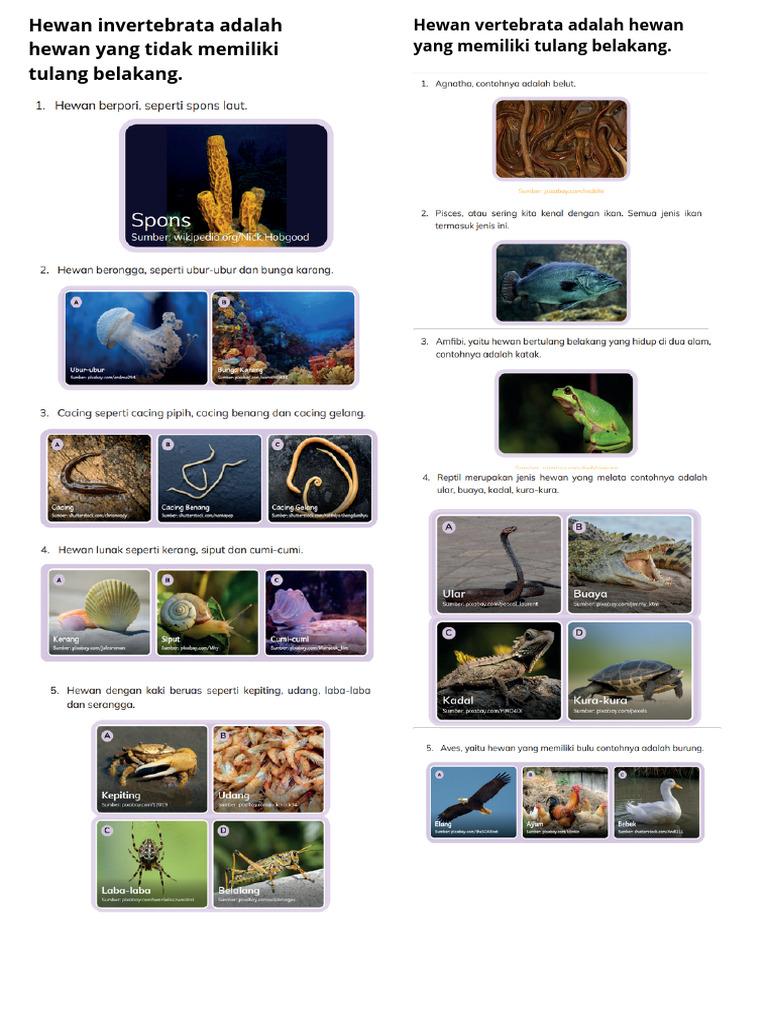 Hewan Invertebrata Adalah Hewan Yang Tidak Memiliki Tulang Belakang. | PDF