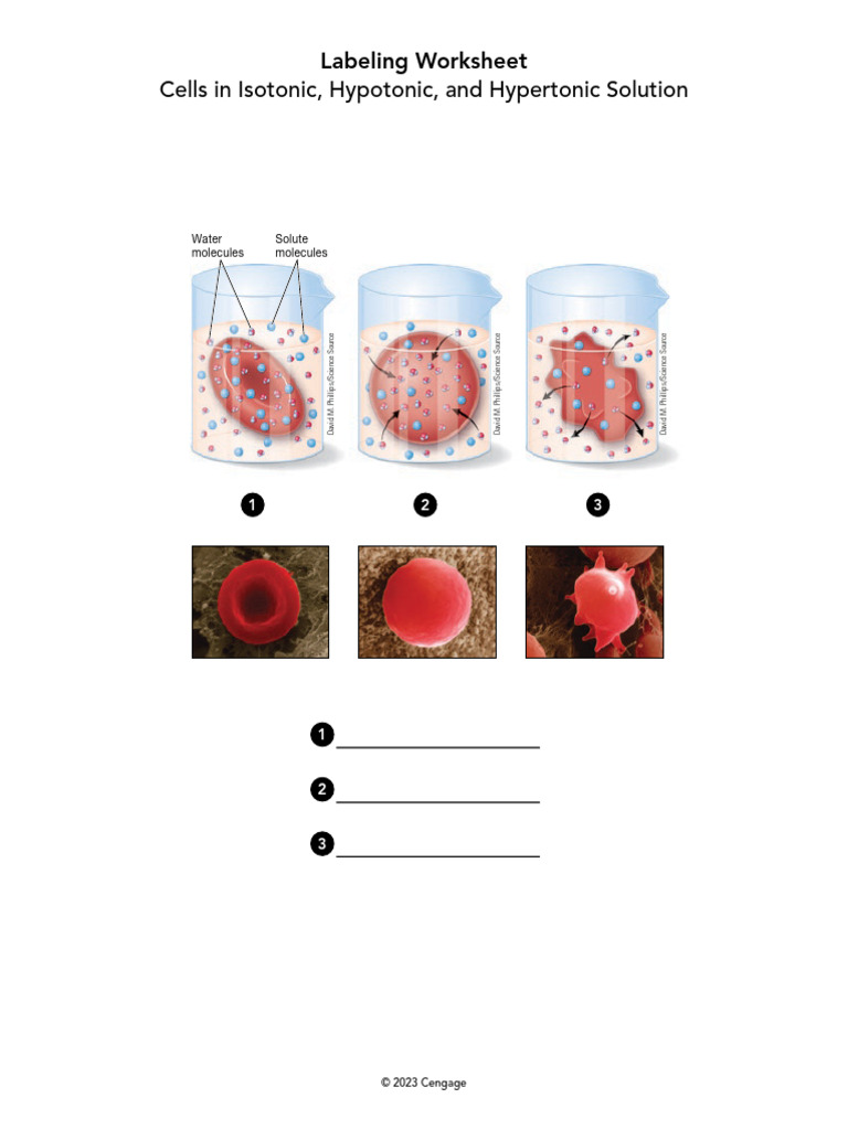 AP Bio Cell Labeling Worksheets | PDF | Cell Biology | Nucleotides