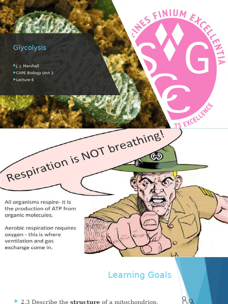 Glycolysis and The Link Reaction | PDF