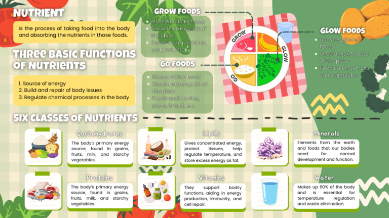 Three Basic Functions of Nutrients | PDF | Wellness