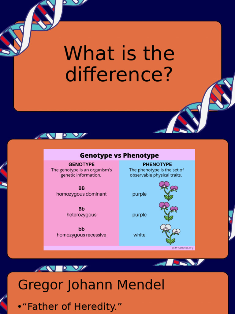 Punnett Square | PDF | Genotype | Dominance (Genetics)