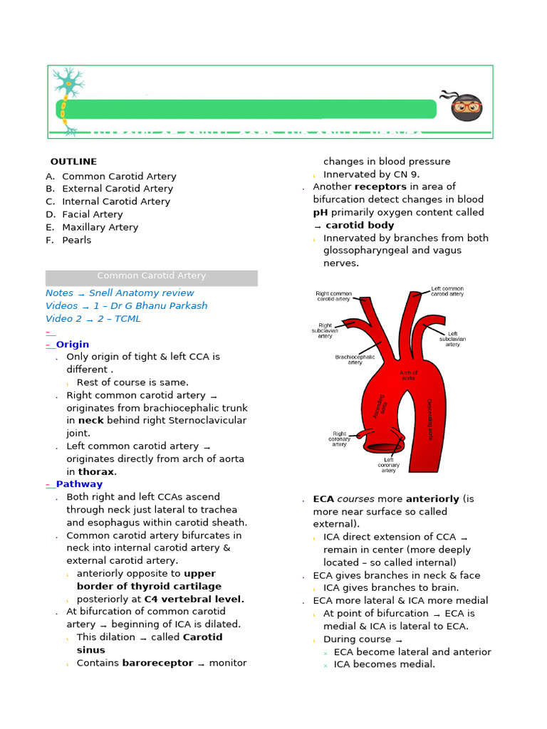 Arteries of Head & Neck - CCA ICA ECA Sub Clavian Artery | PDF | Common Carotid Artery | Human ...