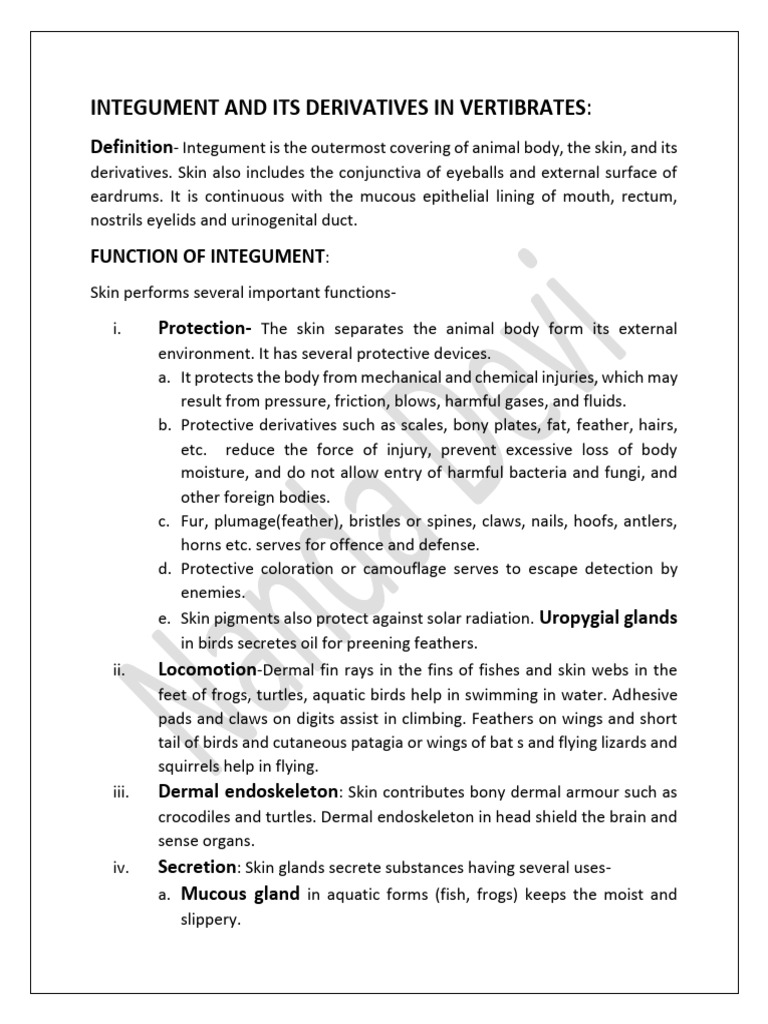 Integument and Derivatives in Vertebrates | PDF | Skin | Home & Garden