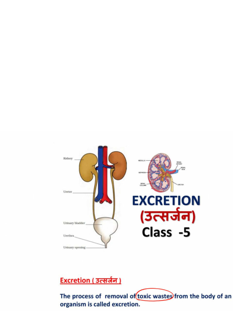 Excretion | PDF