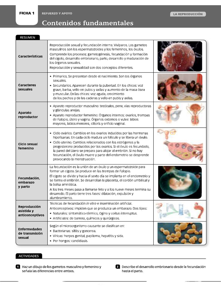1 Fichas Reproducción Biología 1 ESO | PDF