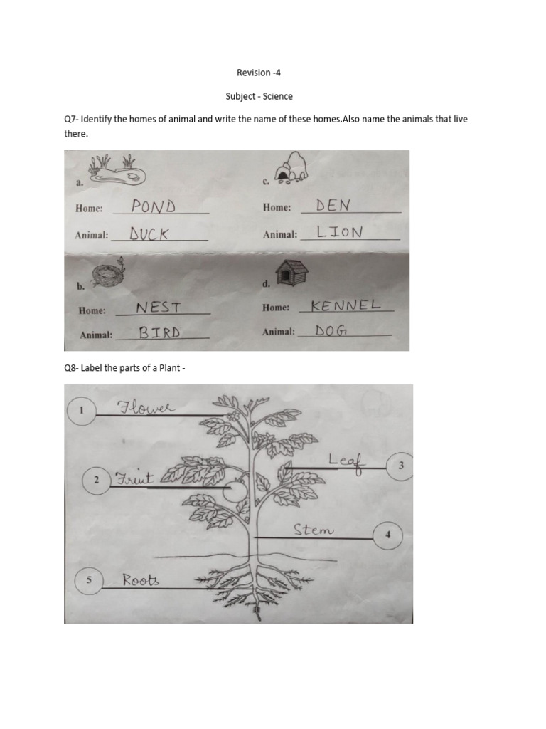 Class 1, Science, Revision - 4 | PDF