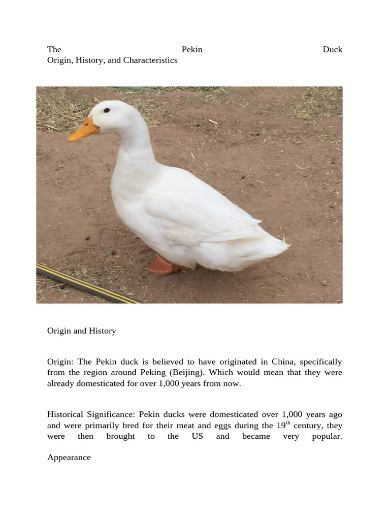 The Pekin Duck | PDF