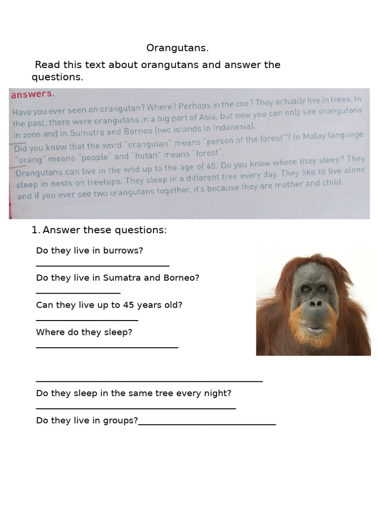 Orangutans | PDF