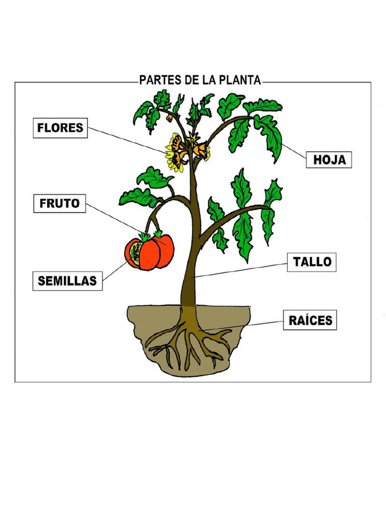 PLANTAS COMPLETAS | PDF
