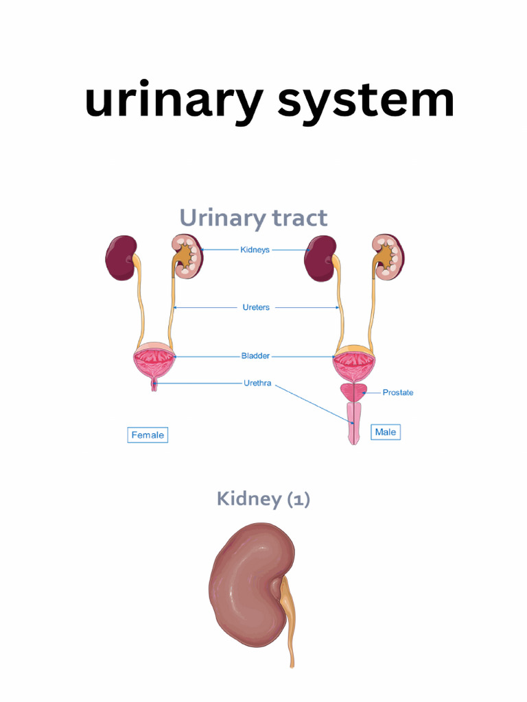 Urinary System | PDF
