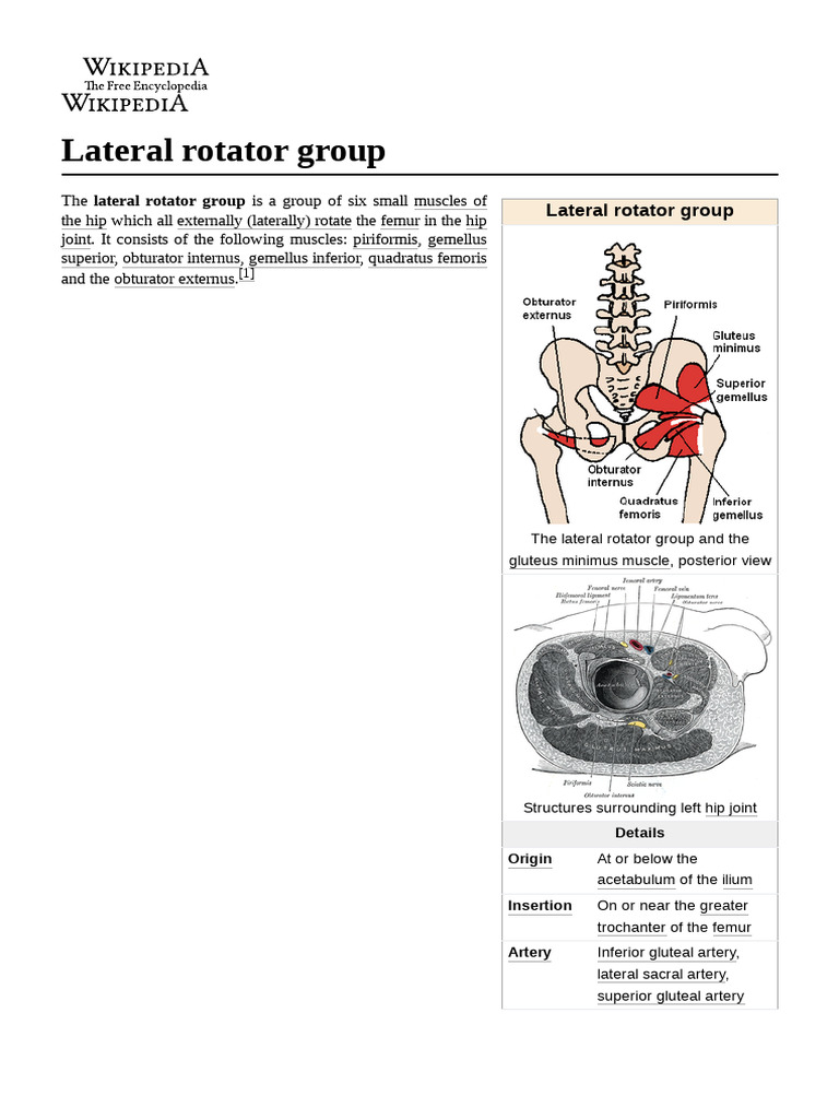 Lateral Rotator Group | PDF