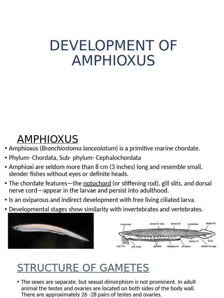 Amphioxus Development and Fertilization | PDF | Fertilisation | Science ...