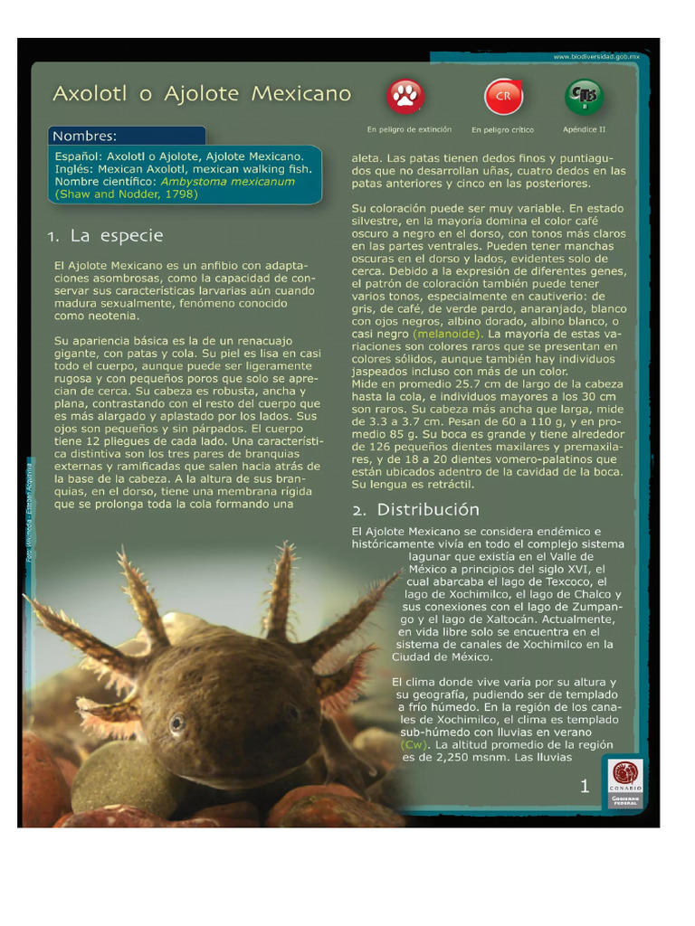 Ajolote Mexicano | PDF
