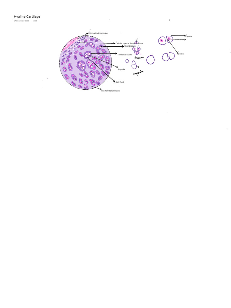 Hyaline Cartilage | PDF