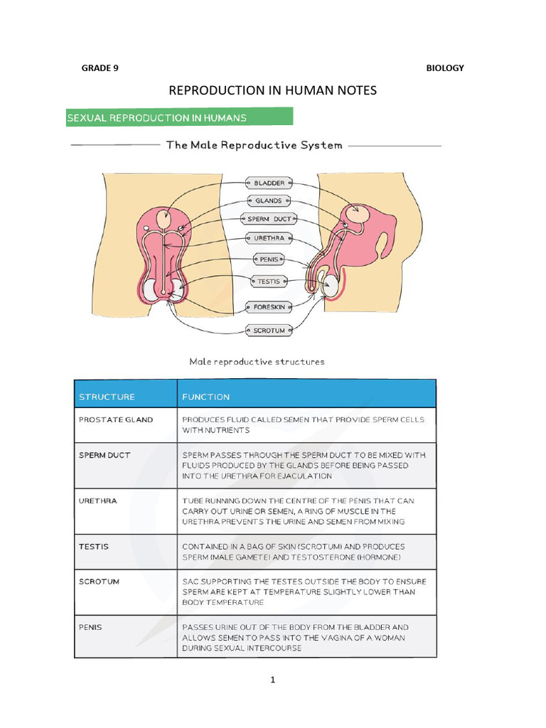 Grade 9 Biology Reproduction in Human Notes | PDF
