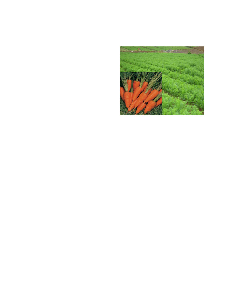 CARROT | PDF