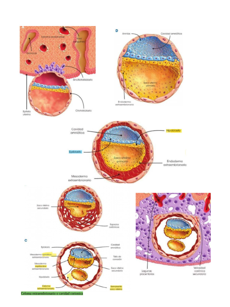 Repaso 1er Examen Embrio | PDF