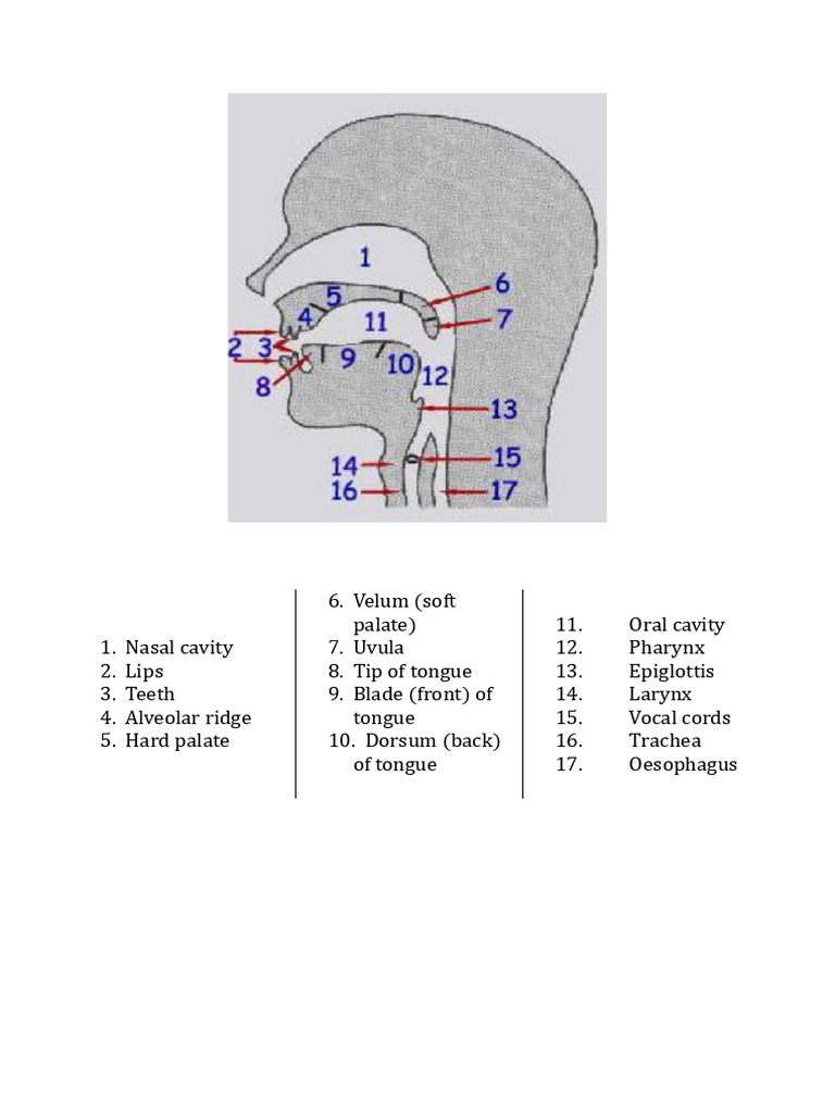 Topic 7 Speech Organs | PDF